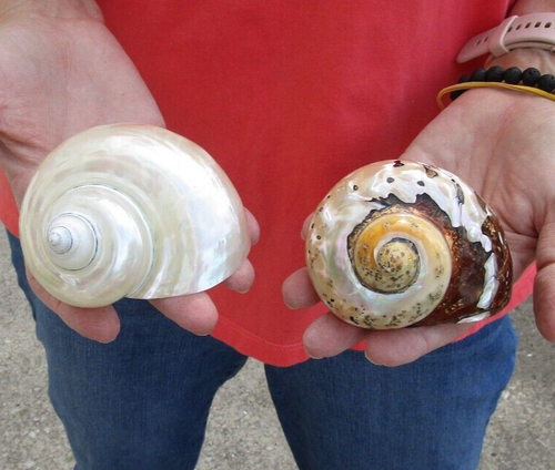 2 Piece Lot of Gorgeous 3-1/2" Assorted Polished Turbo Shells, seashell ...