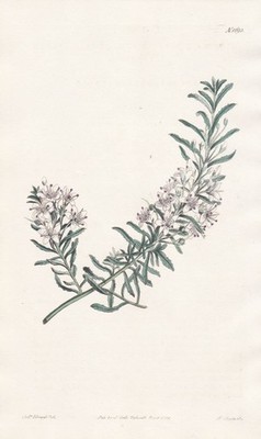 Myoporum Parvifolium Flower Botany Copperplate Engraving Curtis 1693 | eBay