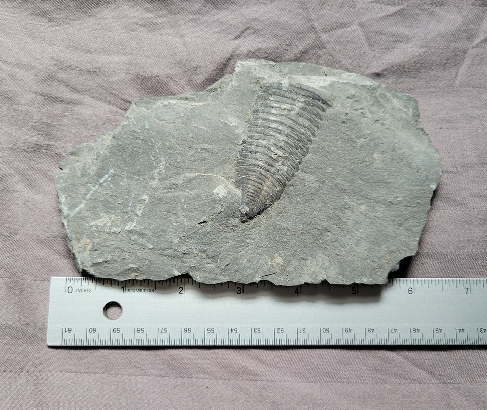 Rare Trimerus Fossil Trilobite Rochester Shale New York | eBay