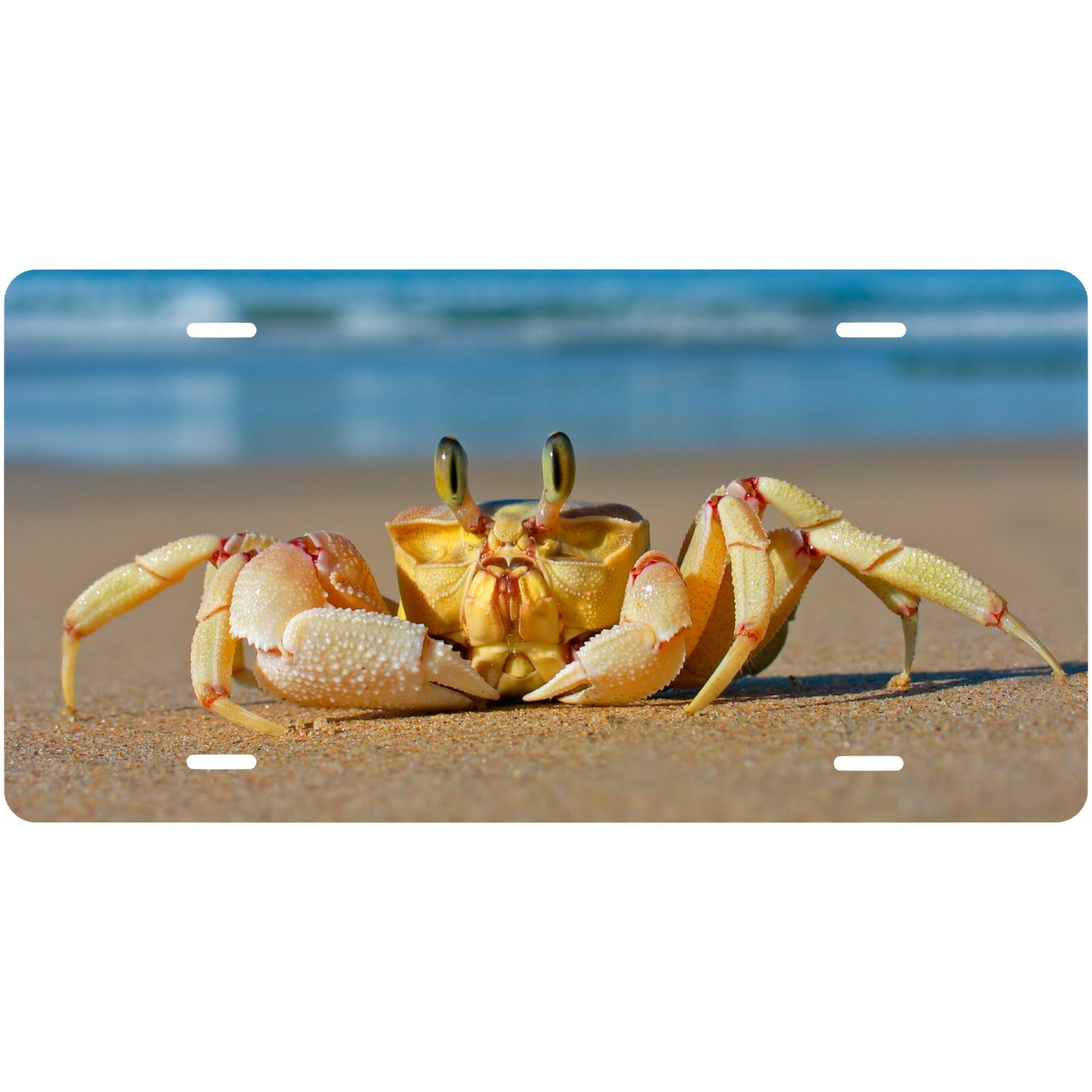 Golden Ghost Crab Novelty Vanity Front License Plate - Man Cave - She ...