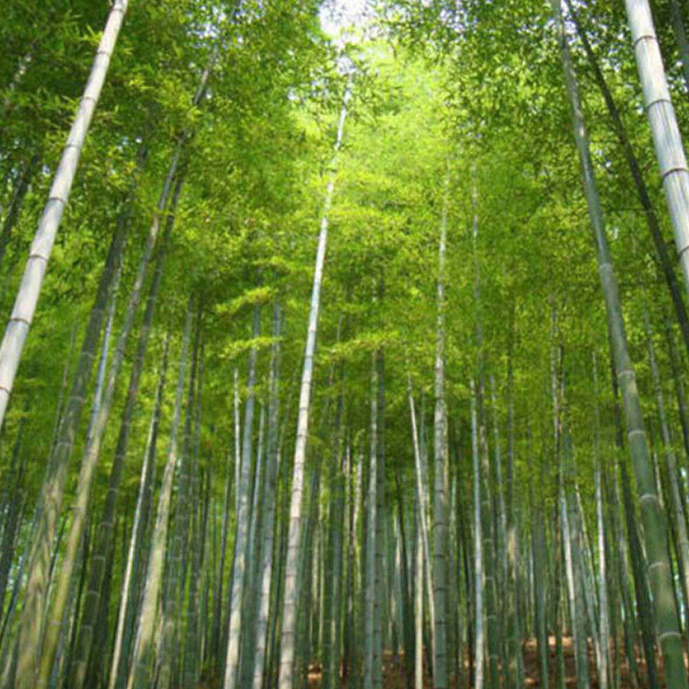 100 x Moso Bamboo Seeds. Phyllostachys Edulis Pubescens Giant Hardy ...
