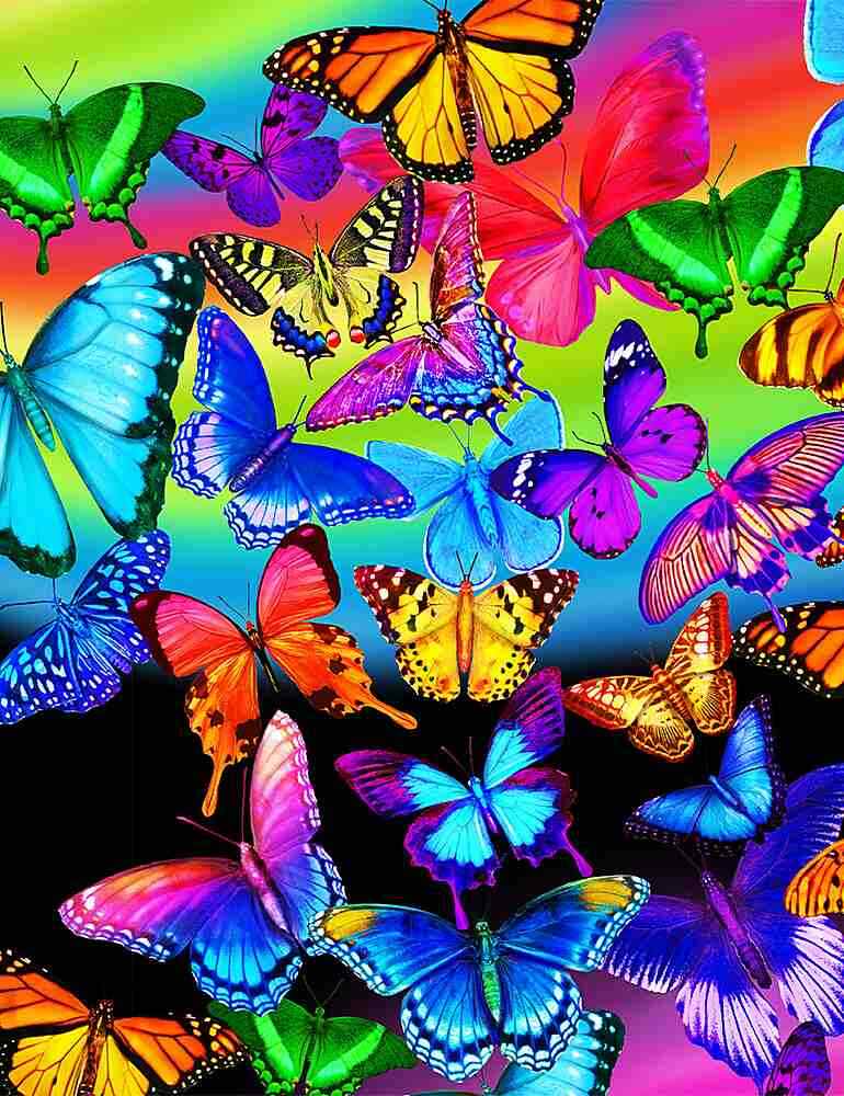 Real Rainbow Butterflies Shannoona Handmade Look At These Beautiful