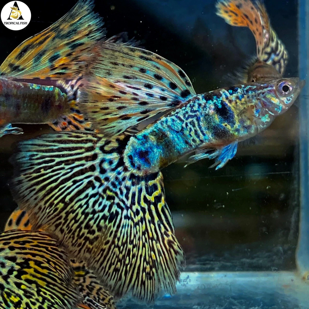 Fancy Guppies