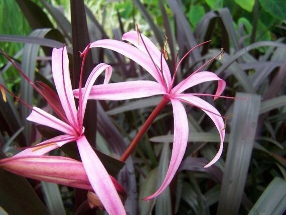 Red Lily 7 11
