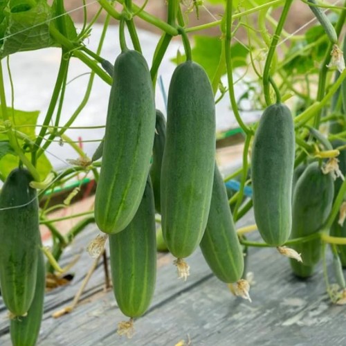 50+ Cucumber Seeds - Marketer | Vegetable Garden Pickling NON-GMO USA ...
