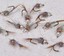 12 Flies - Tungsten Bead Rainbow Warrior Midge Nymph Fly - Mustad ...
