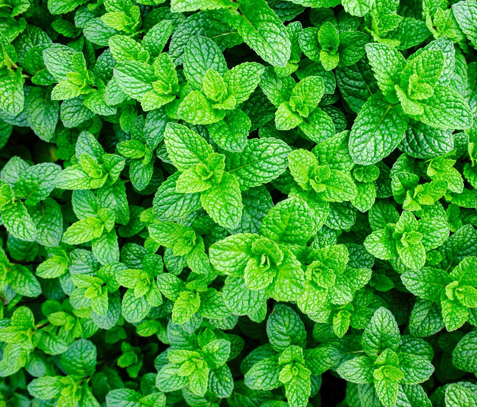 Mint Seeds - 800x Seeds - Finest Herb Seeds - Vegetable Seeds | eBay UK