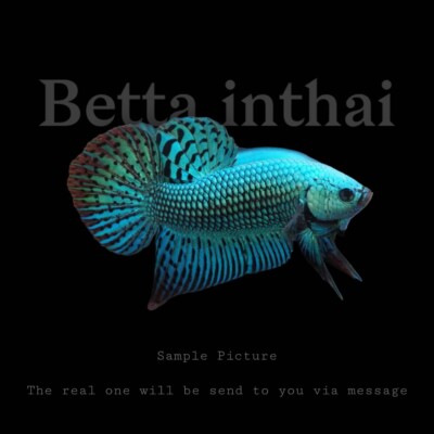 Green Alien Male Live Wild Betta Fish Pet Plakat Quality Grade from ...