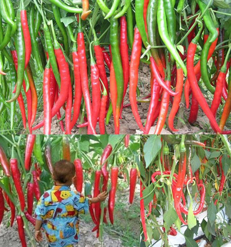 10 g Cayenne Long Slim Hot Chilli Pepper Seeds Fresh Seeds Capsicum ...