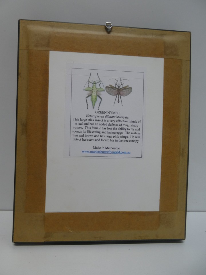 VINTAGE TAXIDERMY MOUNTED FRAMED INSECT SPECIMEN | eBay Australia