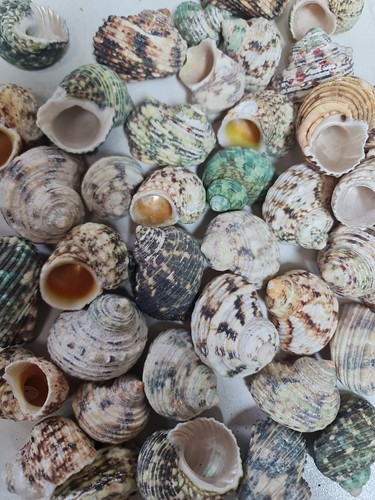 10 x Natural Turban Conch Snail Shell Seashell/green/brown/yellow ...