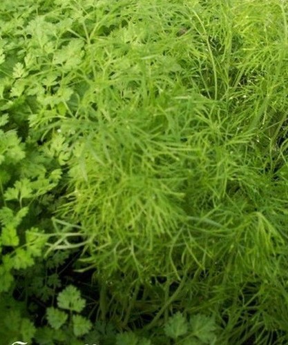 ANETH 'Mammoth' ♫ Graines ♫ COLLECTION de Plantes Aromatiques et ...