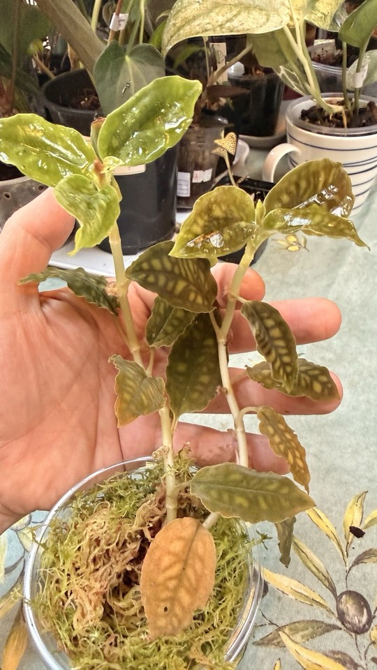 Jewel Orchid Terrarium Plant Cystorchis Variegata Exact Plant (Rare ...