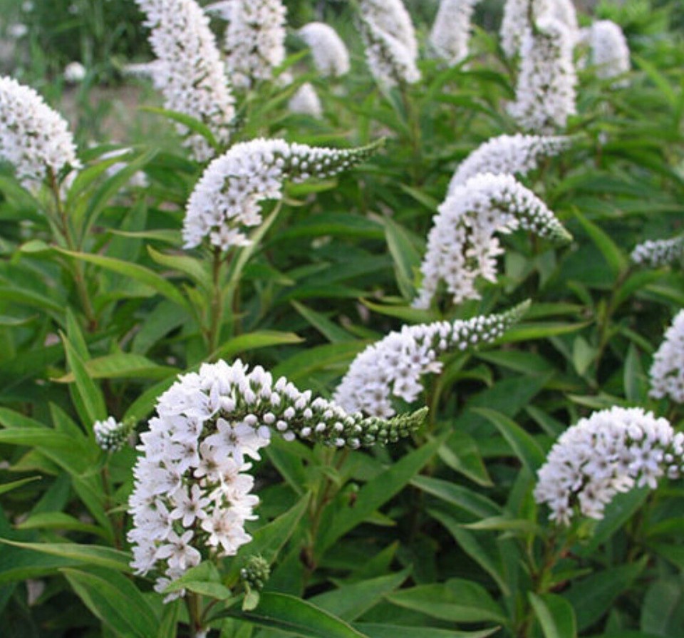 (25) Bare Root Gooseneck Loosestrife Perennial Live Garden Plant White ...