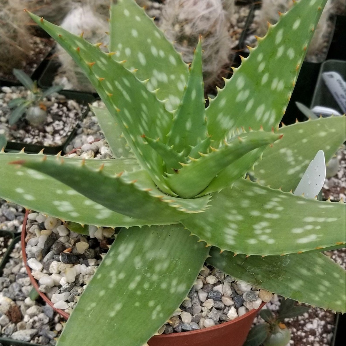Aloe Estriado X Maculata Aloe Striata Wikipedia