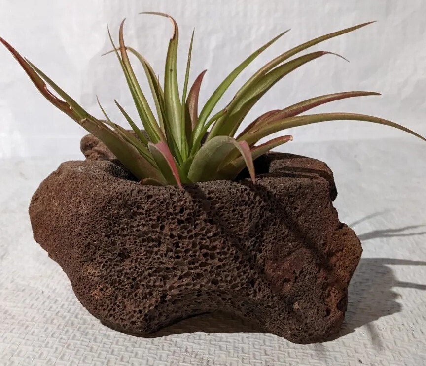 Hand Carved Lava Rock Planter– All Natural, for Succulents ,and or ...
