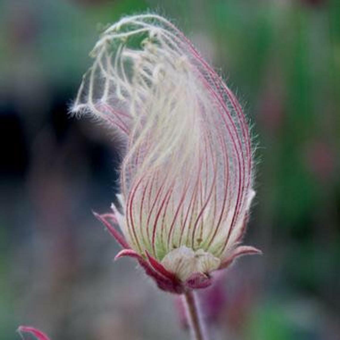 25 Prairie Smoke Seeds Made in USA Ships from Iowa Rare and Hard to ...