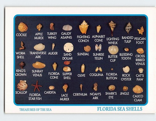 Postcard Treasures Of The Sea Florida Sea Shells Florida USA | eBay