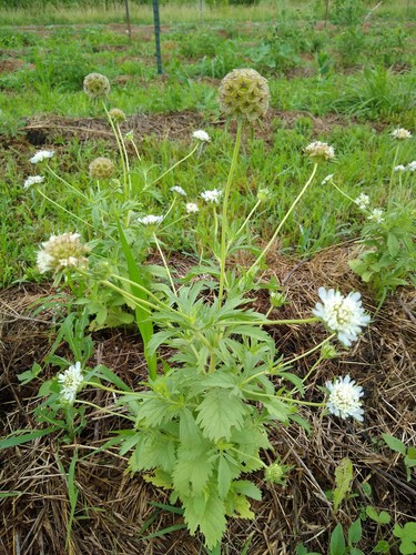 Scabiosa stellata 'Ping pong' seed ~ Paper Moon ~ Star Flower ~ dried ...