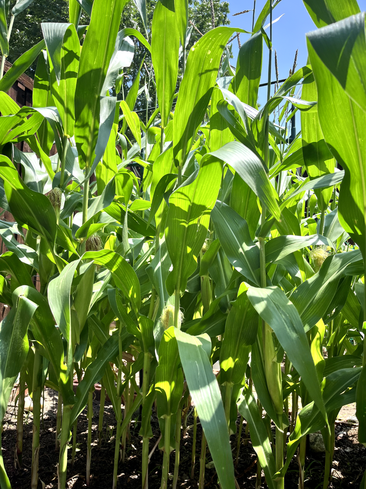 300 Seeds Yellow Waxy Sticky Corn High Glutinous Maize 2025 Crop 东北粘苞米 ...