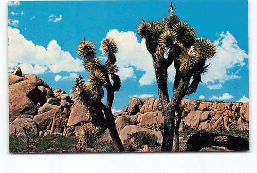 Joshua Tree National Monument Twentynine Palms CA Chrome Postcard Vtg ...