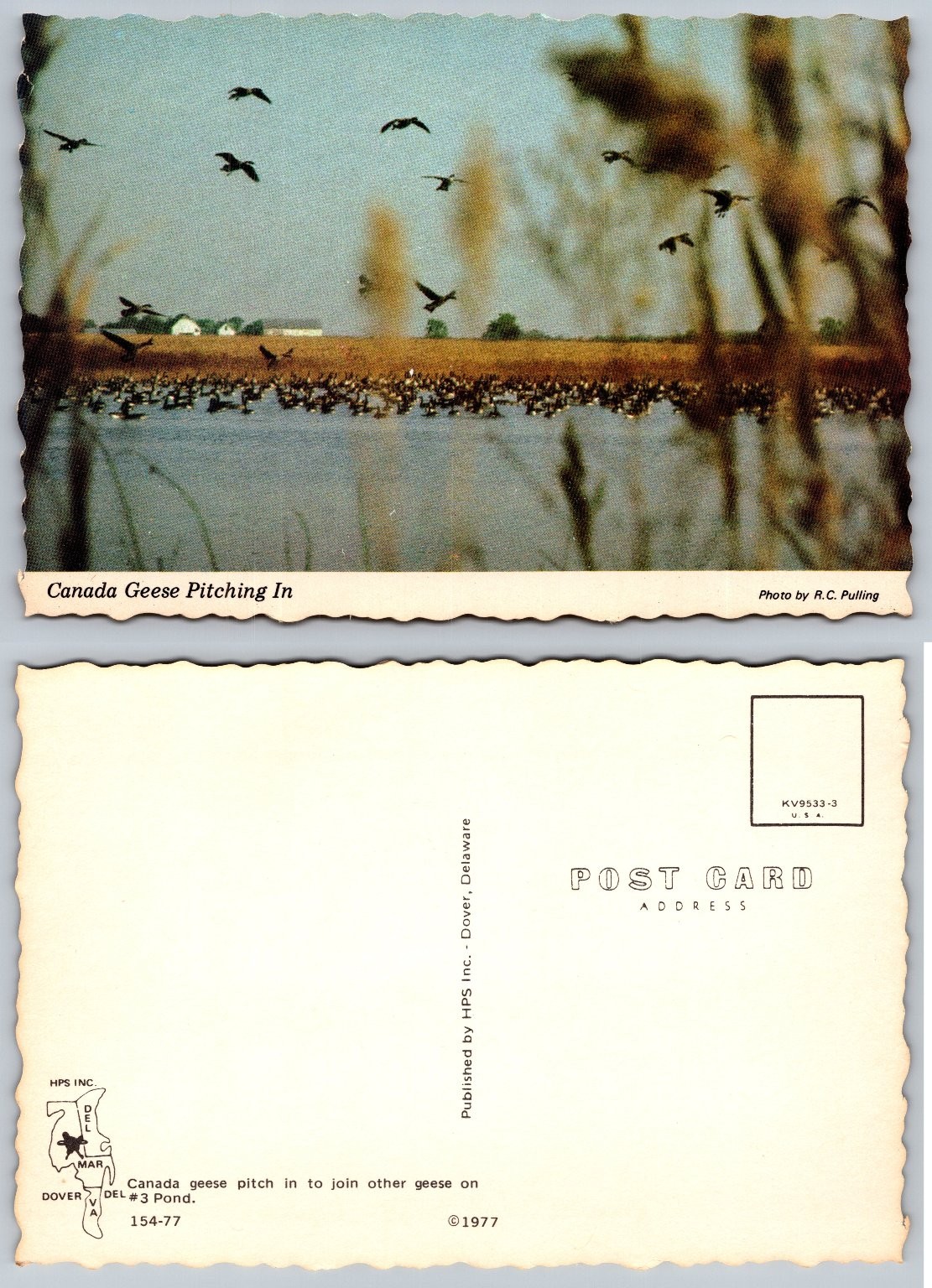 Canada Geese Pitching In #3 Pond Dover Delaware 1977 Chrome Postcard | eBay