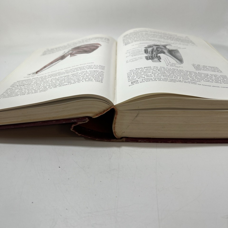 Vtg Gray's Anatomy of the Human Body 100th Year 27th Edition Charles ...
