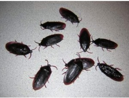 12- Fake Roaches Prank Novelty Cockroach Bugs Look Real | eBay