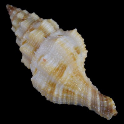 LATIRUS DEYNZERORUM f. B (Balut Isl., Philippines) 35.9mm #47315 | eBay