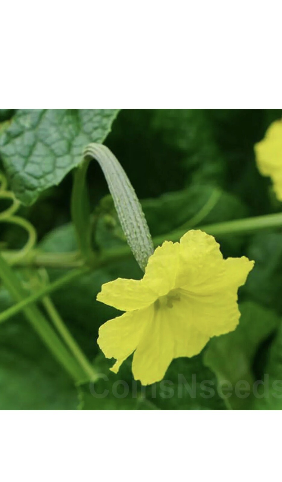 5 Seeds of " Angled Luffa " Loofah, Sin Qua, See Gwa, Silk Squash ...