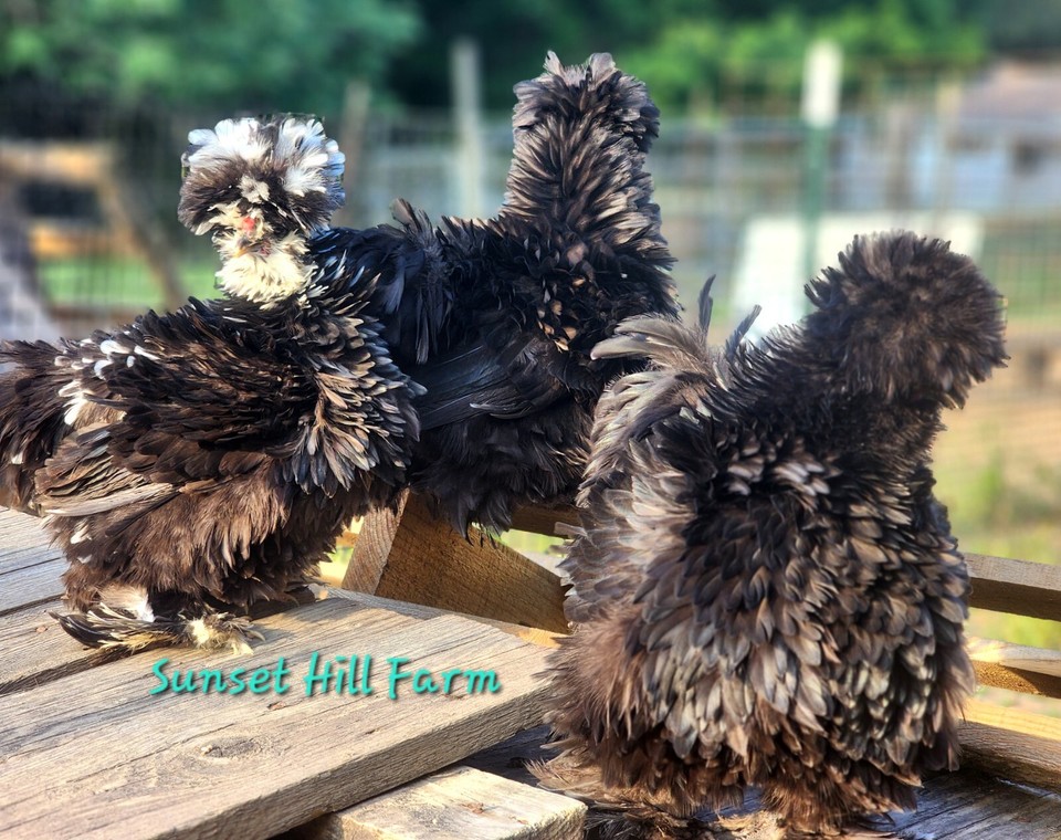 Silkie Hatching Eggs Mottled 6, Satin, Showgirl, Frizzle NPIP & AI ...