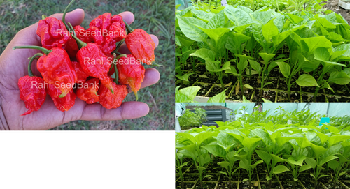 Carolina Reaper Red Chilli Plant - World's Hottest Chili Variety | eBay ...