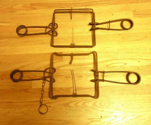 Two #330 Conibear Body Grip Traps Beaver Otter Bobcat Coyote | eBay