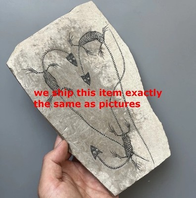 Unique Triple AMPHIBIAN-VERTEBRA-NOTHOSAURIA-JURASSIC Dragon Dinosaur ...