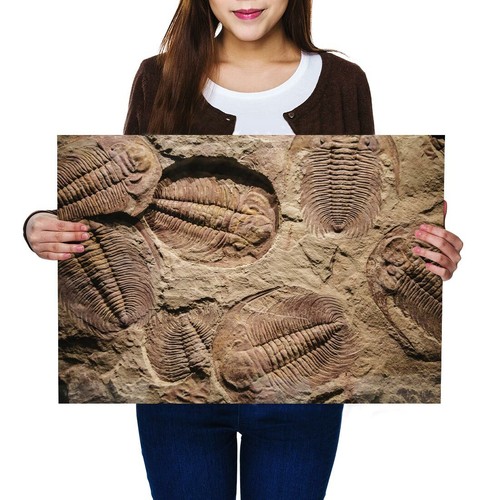 A2 - Fossil Trilobite Dinosaur Poster 59.4X42cm280gsm #45062 | eBay