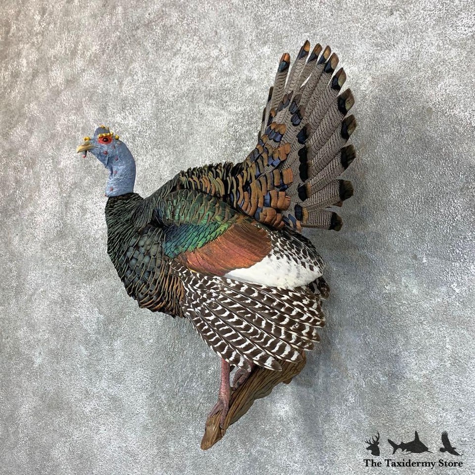 #23588 WC | Ocellated Turkey Taxidermy Bird Mount For Sale | eBay