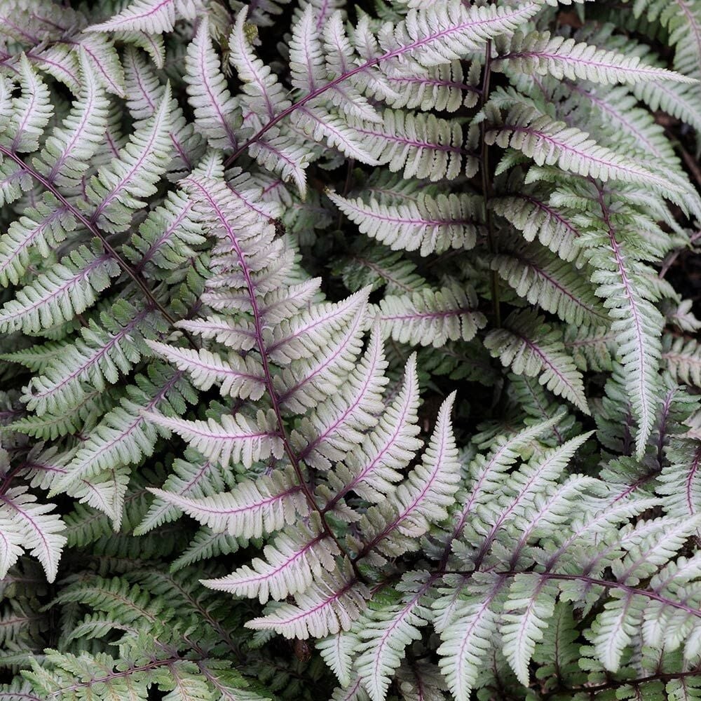 Japanese Painted Fern mix of best hybrids 500+ spores (seeds) | eBay