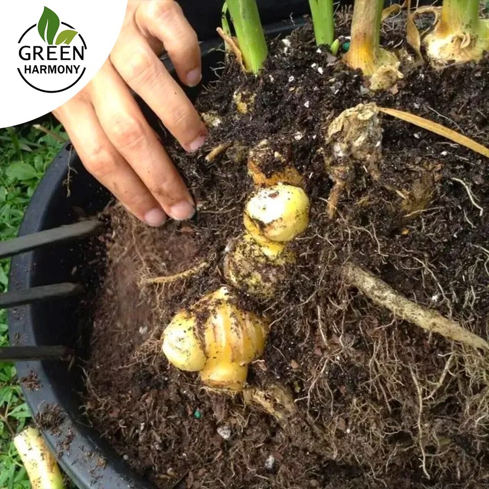 6 Myoga Ginger Roots – BOGO 70% Off Sale | Ready-to-Grow Fresh Ginger ...