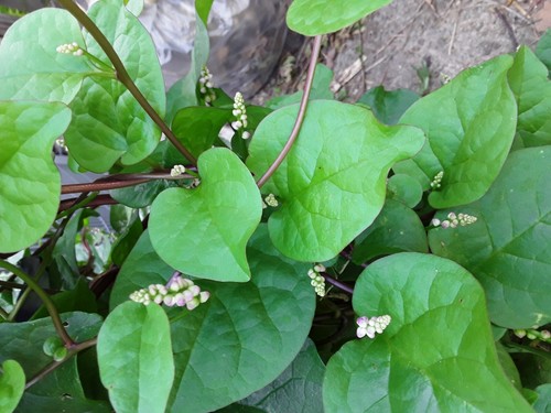 90+ Organic Red Stem Malabar Spinach Alugbati Mong Toi Poi Sang Ceylon ...