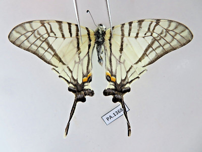 PA13686. Insects, butterflies: Papilio sp. North Vietnam | eBay