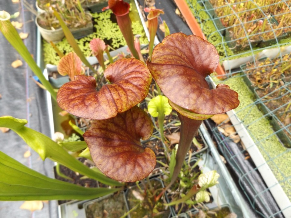 Sarracenia Flava Intervarietal Cuprea, Atrop. C Carn. live carnivorous ...