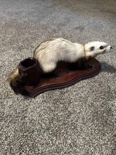 New Taxidermy European pole cat Weasel Very Nice Mount Ship Free. | eBay
