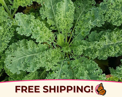 2500+ Kale Seeds 'Vates Blue Scotch Curled' | Heirloom, Non-GMO ...