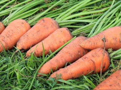 Carrot seeds, 1000 Shantane carrots seeds, heirloom organic seeds #172 ...