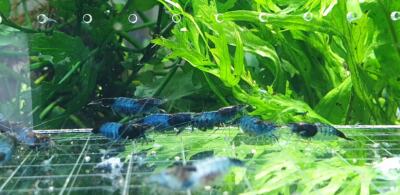 10+1 Blue Rili Shrimp Freshwater Neocaridina Aquarium Shrimp. Live ...