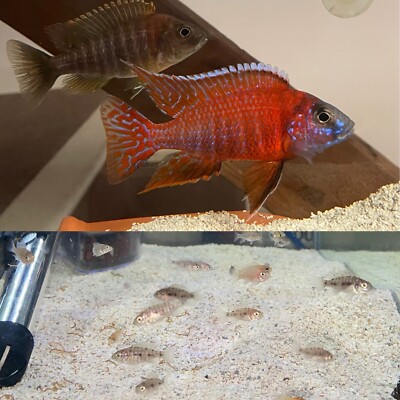 Live 6 pack Ruby red Peacock Cichlids Aulonocara | eBay