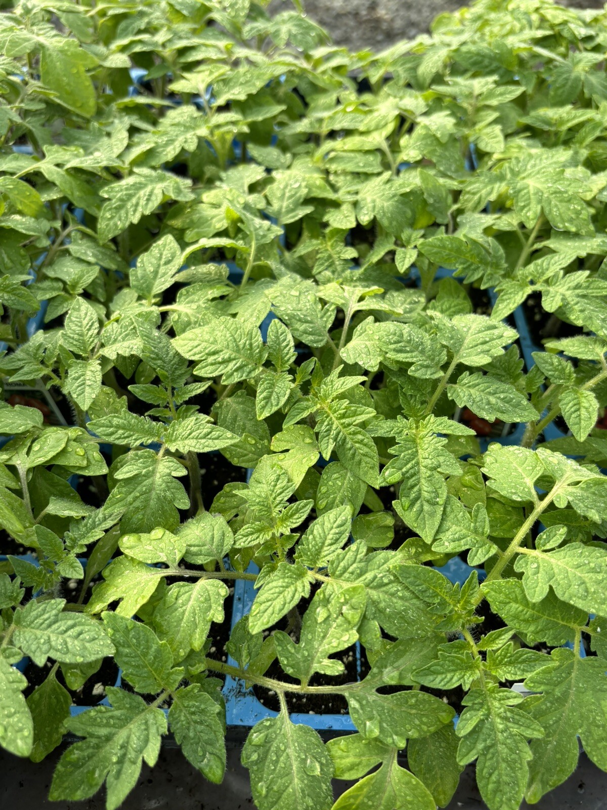 Lot of 2 SAN MARZANO red pear shaped TOMATO LIVE PLANTS 6 to 10 inches ...