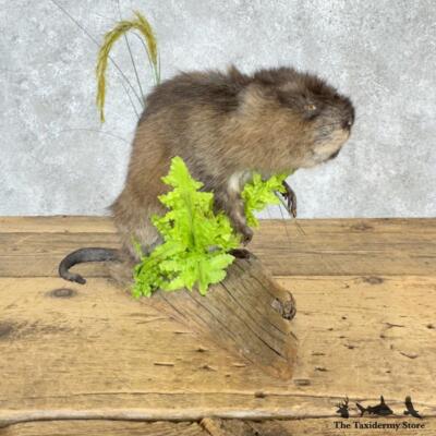 #29953 P | Muskrat Life-Size Taxidermy Mount For Sale | eBay