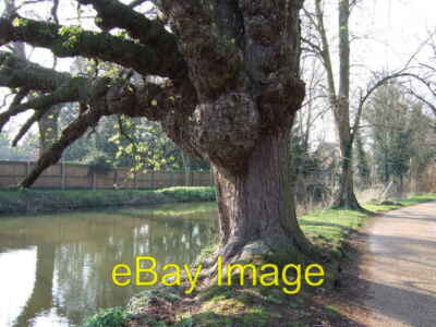 Photo 6x4 Massive old tree bole Thetford/TL8783 Along Spring Walk ...