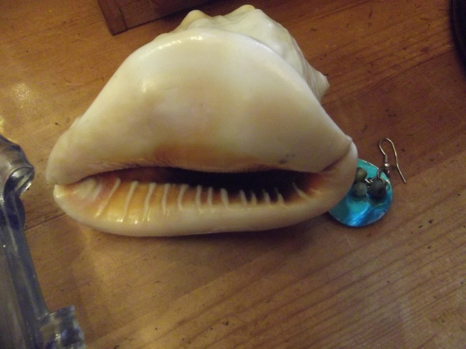 conch? shell | eBay UK